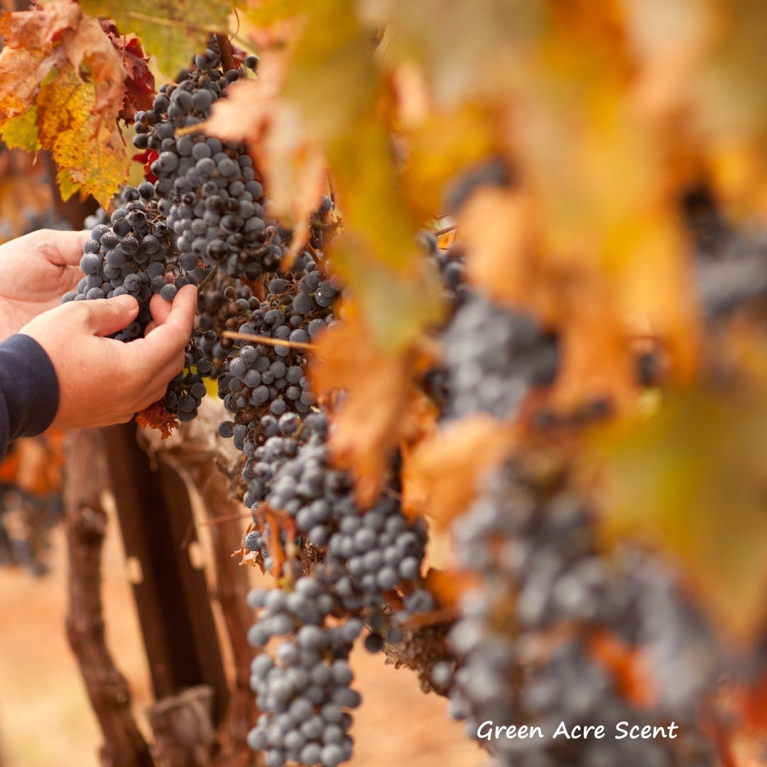 A Story of 75-Year Old Grapevines – Green Acre Scent